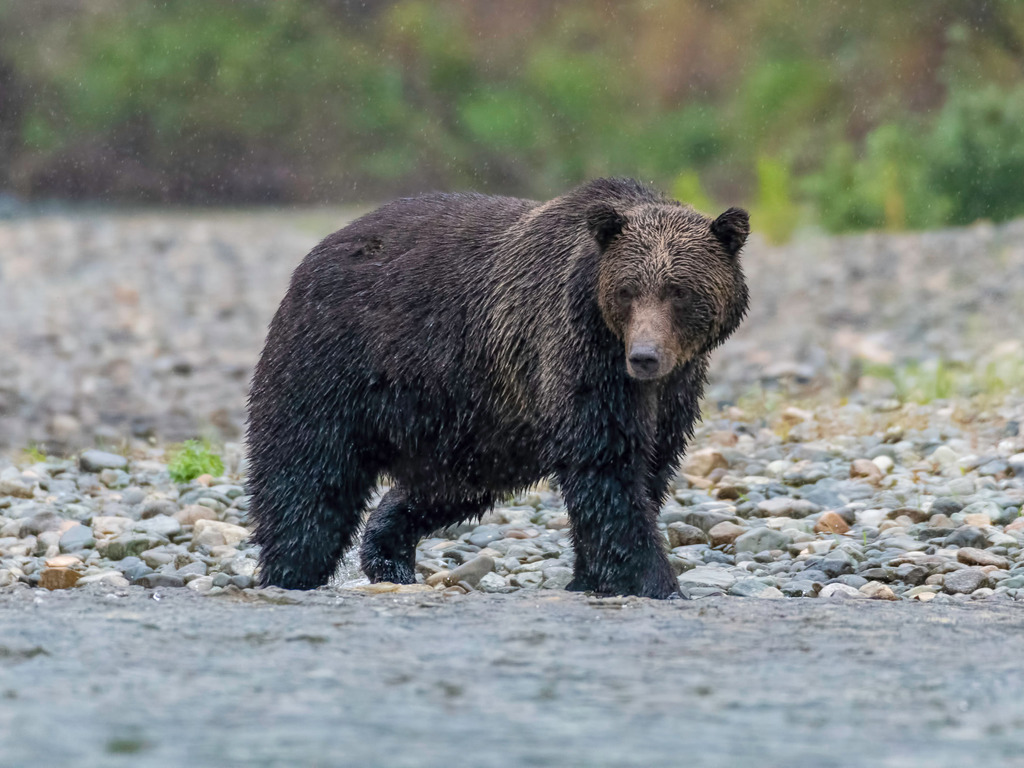 Bella Coola Valley, Tweedsmuir Provincial Park & Kleena Kleene Area ...